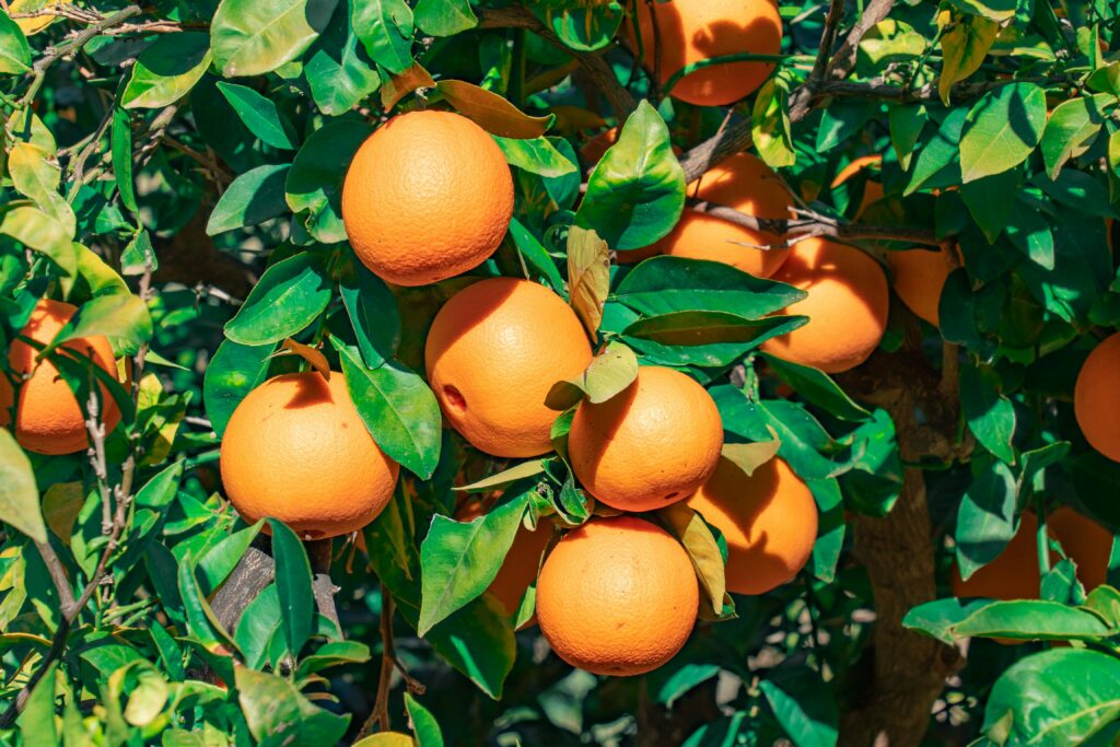 Why Pakistani Kinnow Mandarins Are Dominating the UAE Fruit Market ...